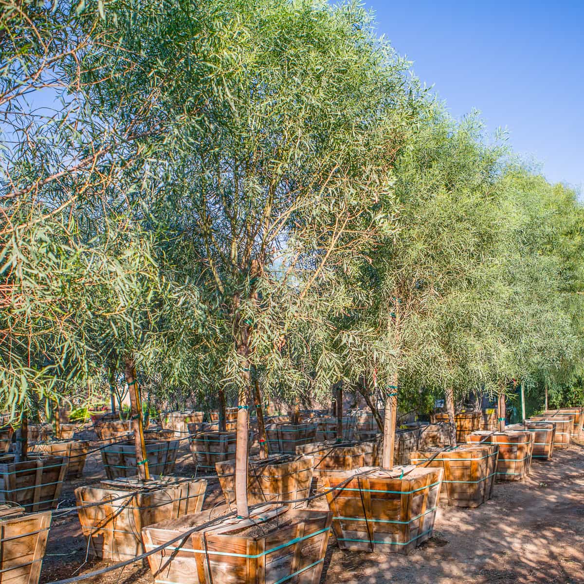 Willow Acacia | Desert Trees | Moon Valley Nurseries