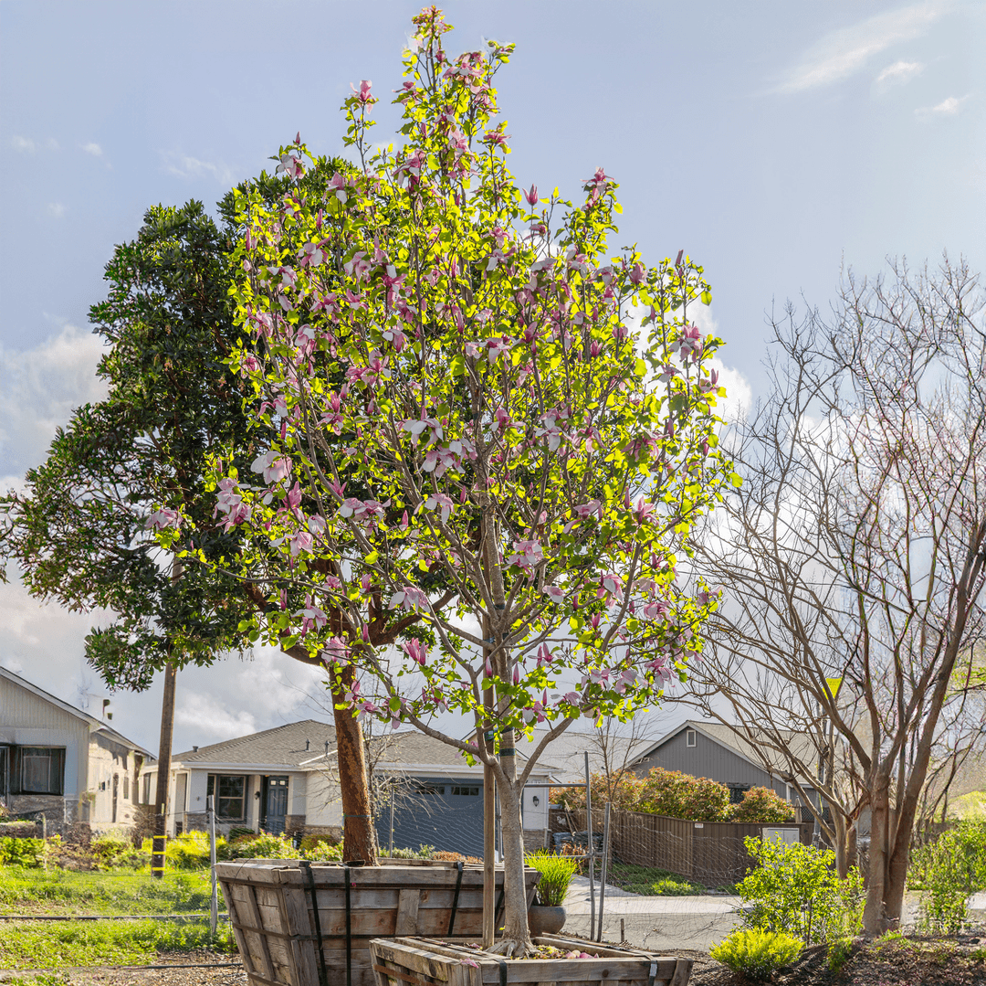 Galaxy Magnolia Tree for Sale | Moon Valley Nurseries