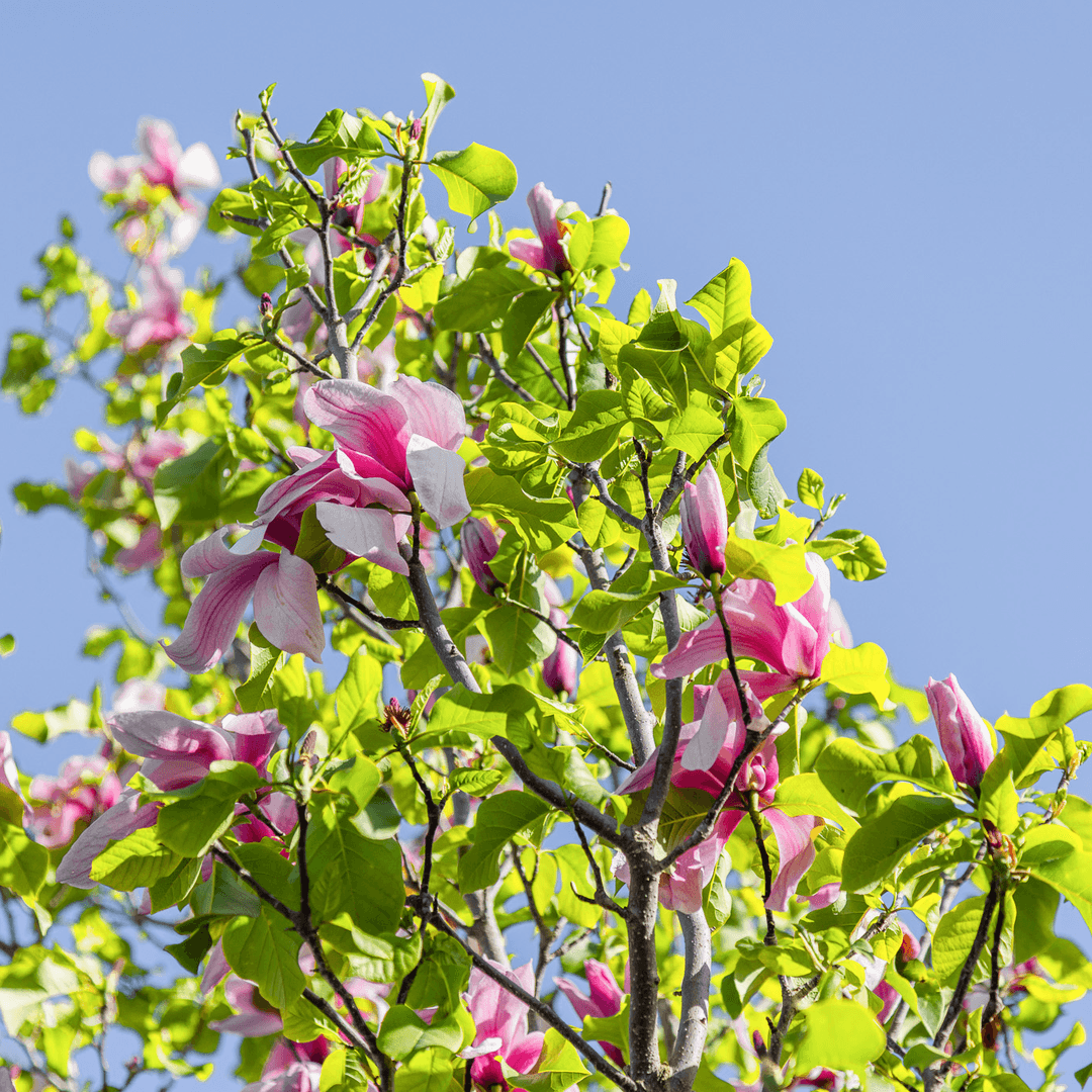 Galaxy Magnolia Tree for Sale | Moon Valley Nurseries