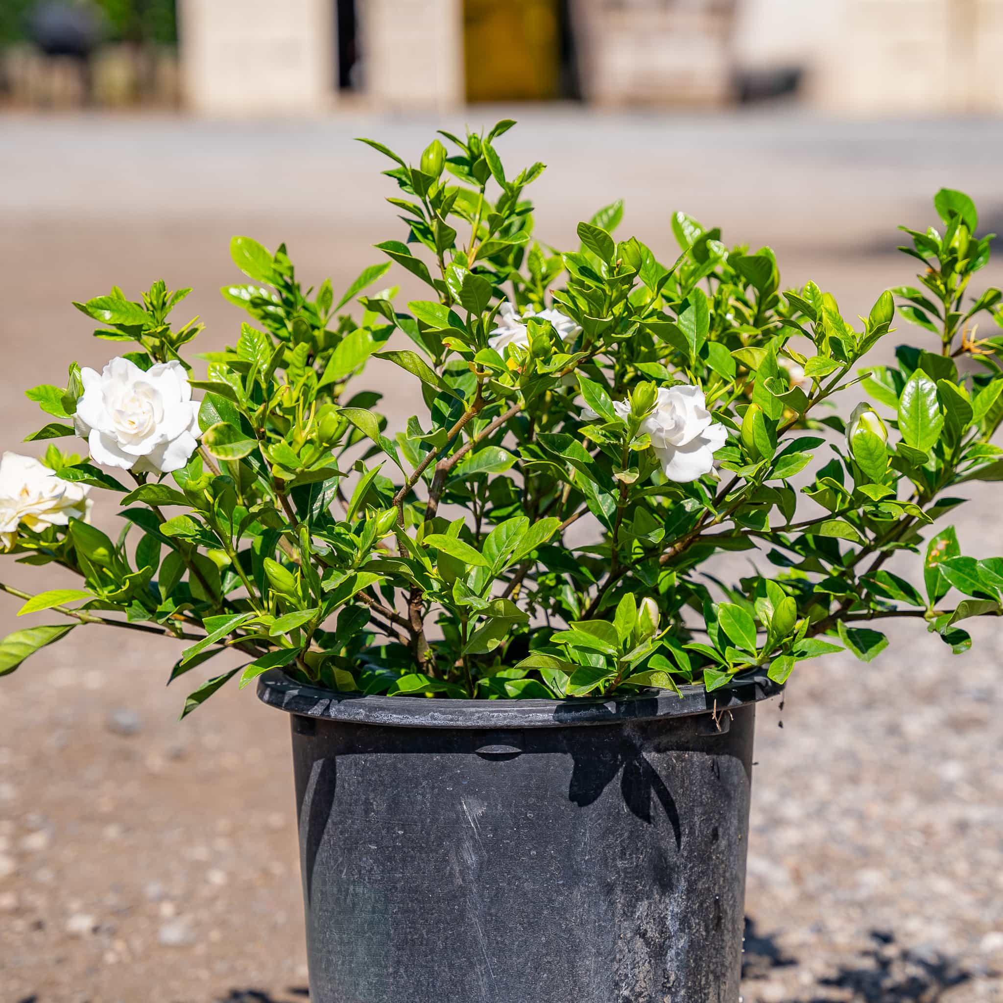 Shrubs for Sale | Moon Valley Nurseries