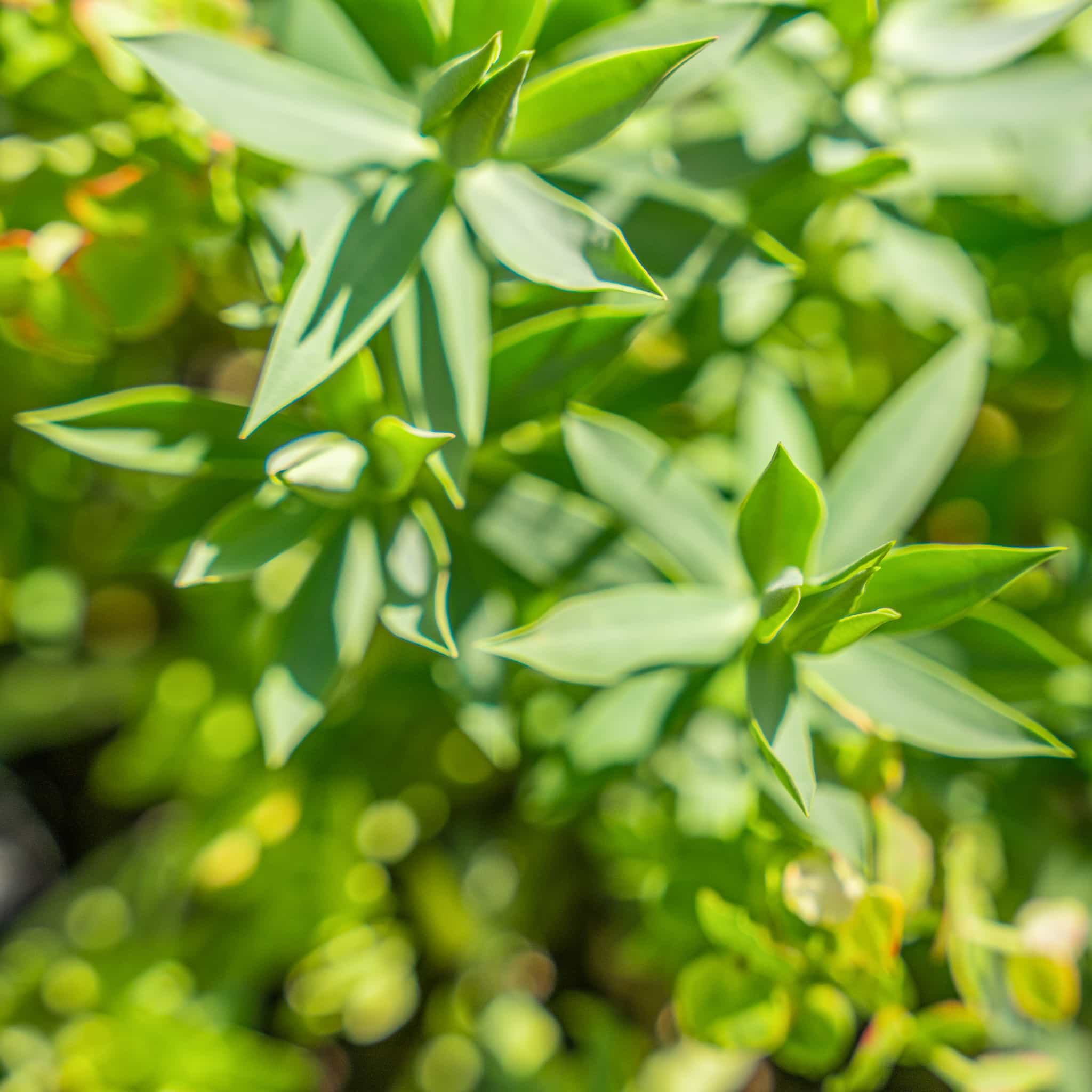 Gopher Plant | Succulents | Moon Valley Nursery
