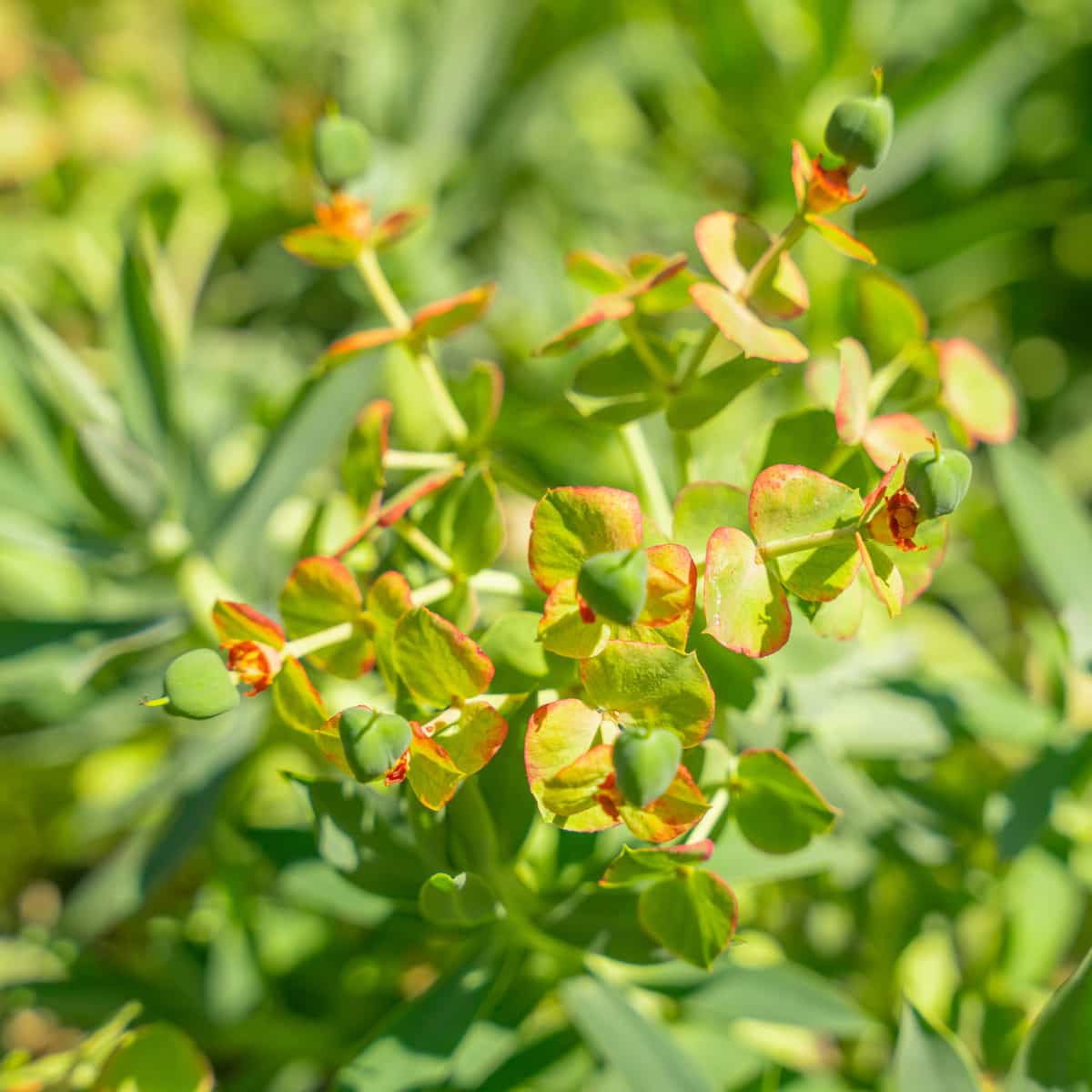 Gopher Plant | Succulents | Moon Valley Nursery