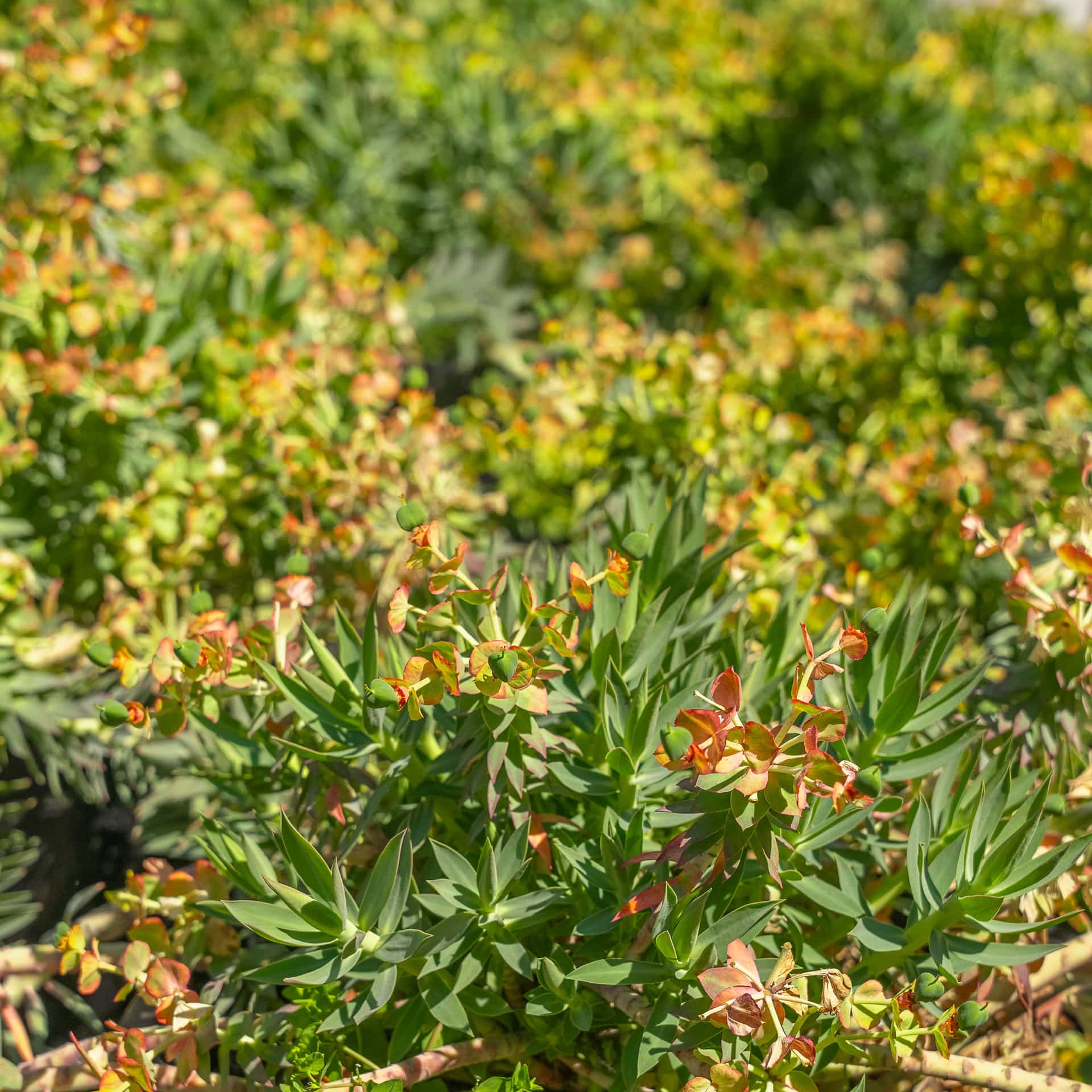 Gopher Plant | Succulents | Moon Valley Nursery