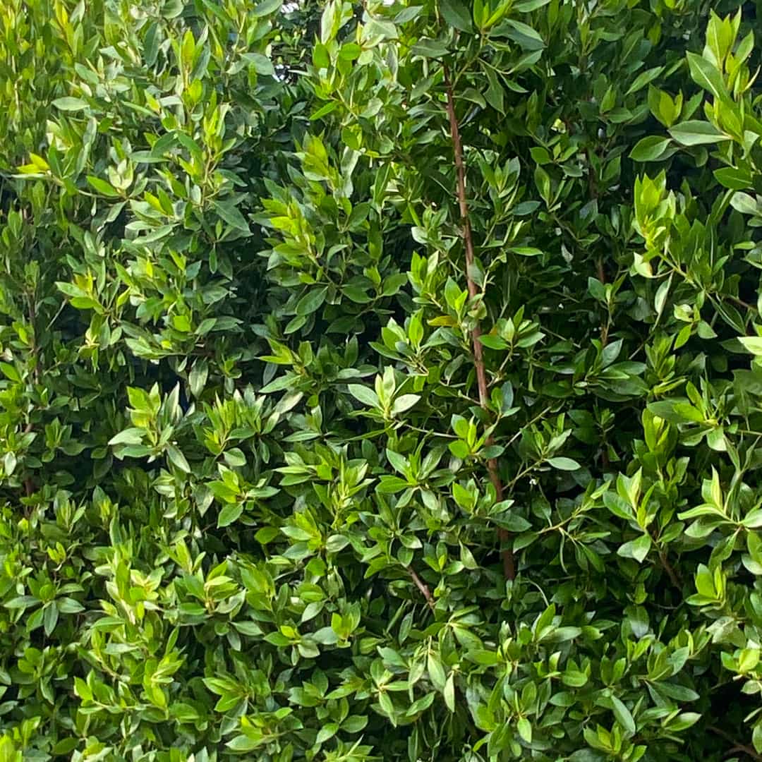 Green Buttonwood | Shade Trees | Moon Valley Nurseries