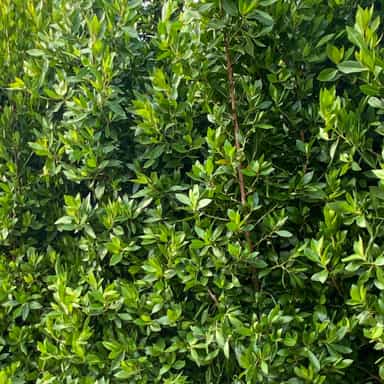 Green Buttonwood | Shade Trees | Moon Valley Nurseries