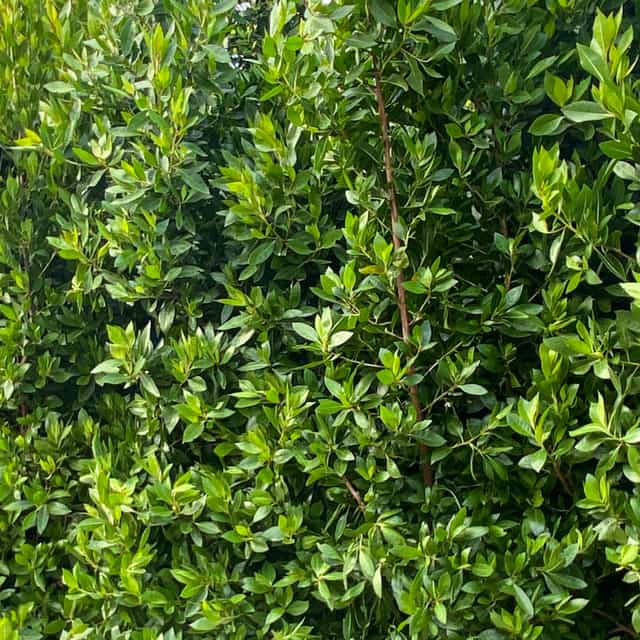 Green Buttonwood | Shade Trees | Moon Valley Nurseries