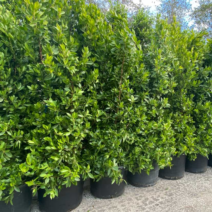 Green Buttonwood | Shade Trees | Moon Valley Nurseries