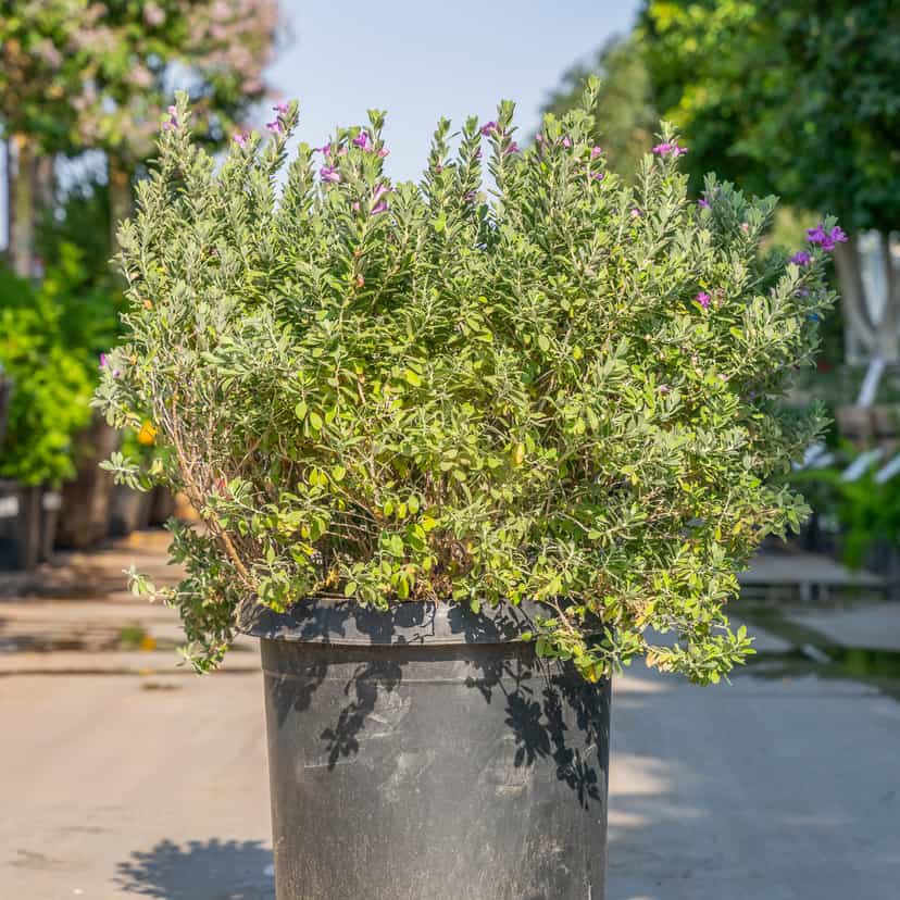 Blue Texas Ranger | Shrubs | Moon Valley Nurseries