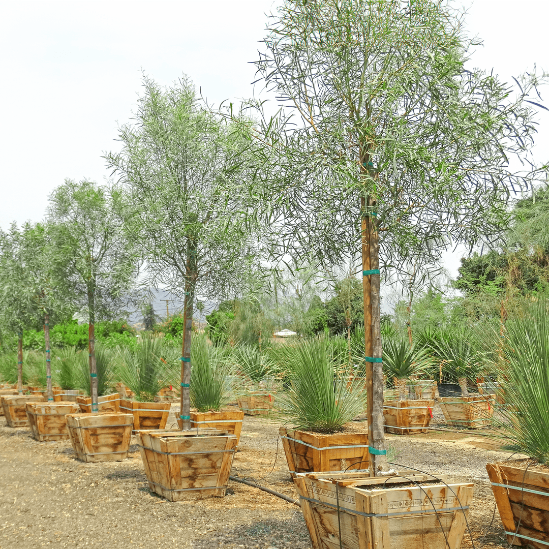 Willow Acacia | Desert Trees | Moon Valley Nurseries