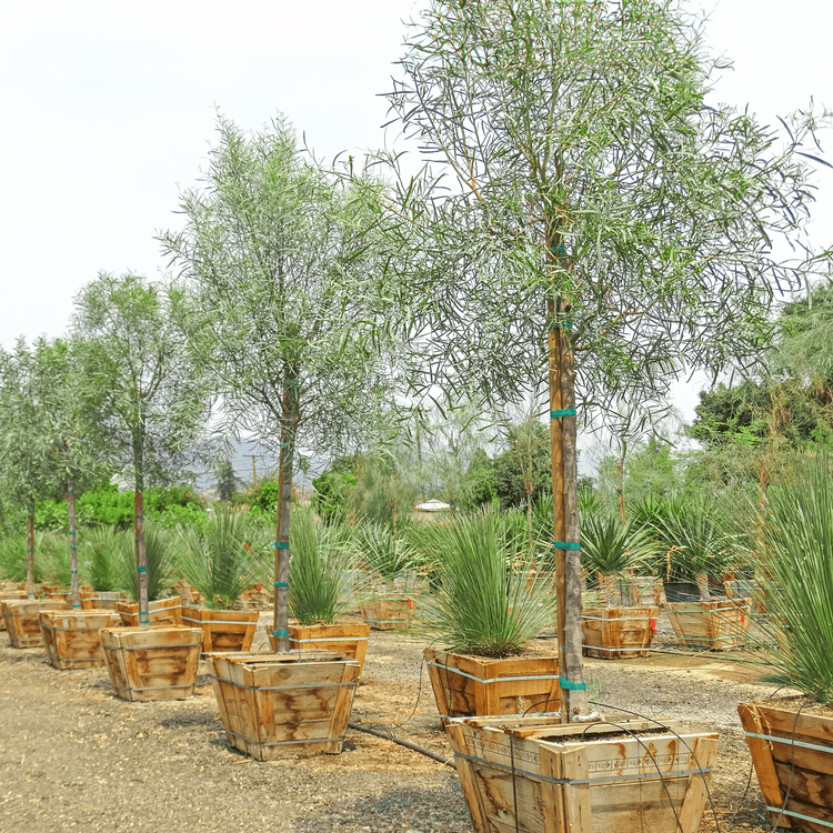 Willow Acacia | Desert Trees | Moon Valley Nurseries
