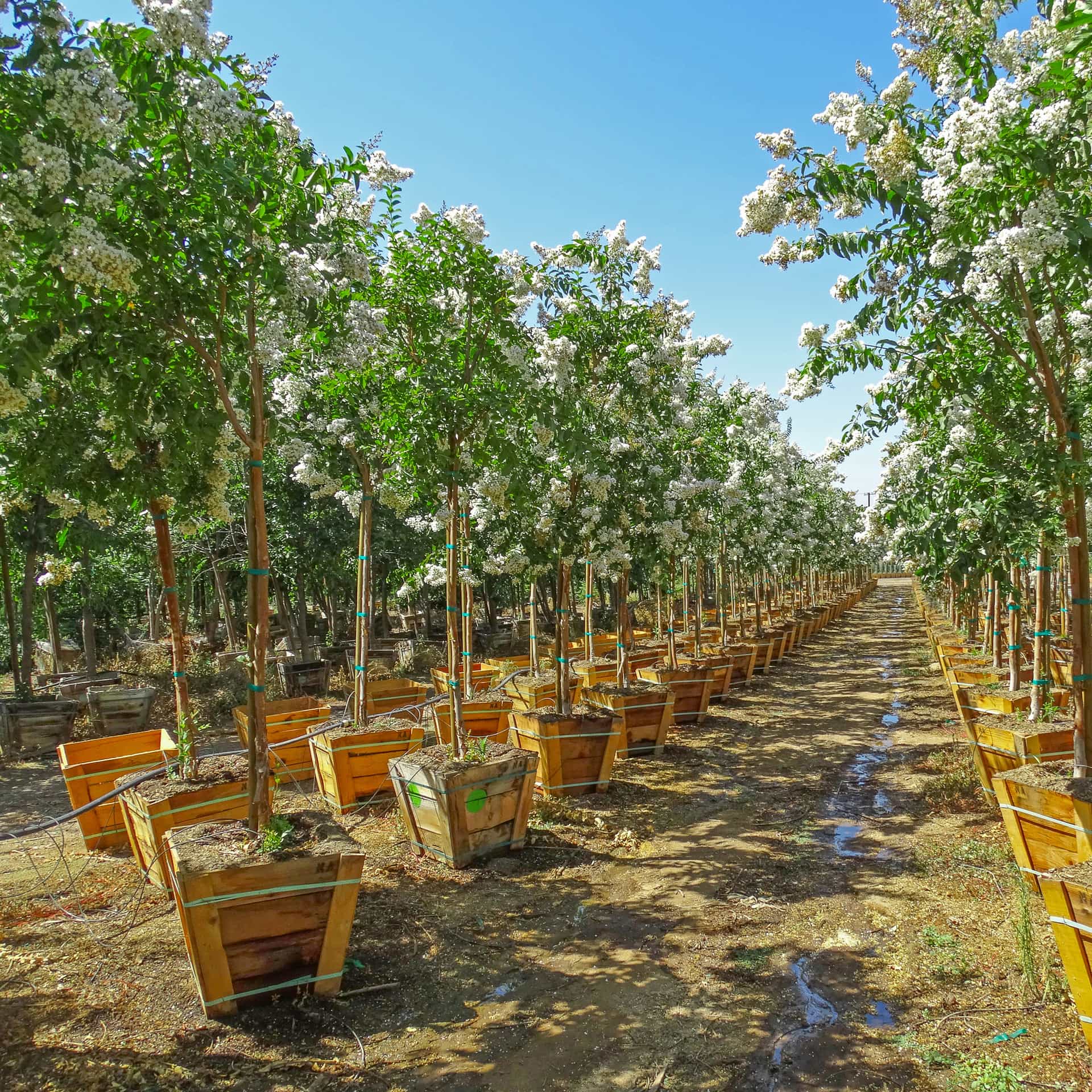 Moon Valley Nurseries