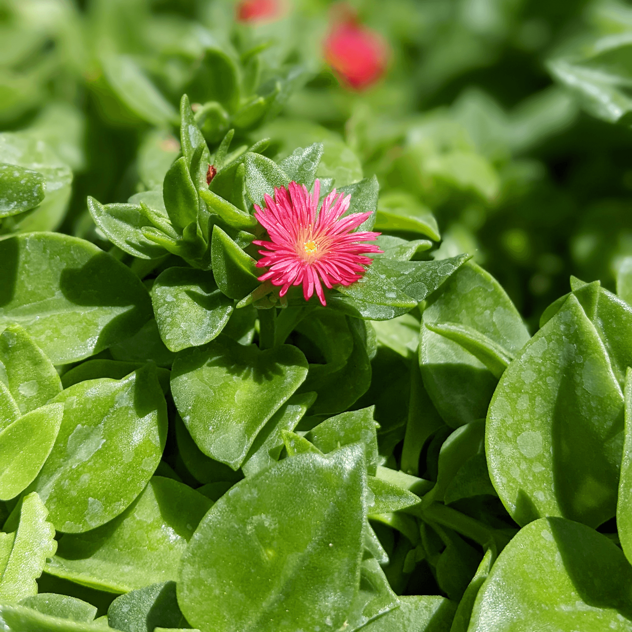 Ice Plant | Ground Cover | Moon Valley Nurseries