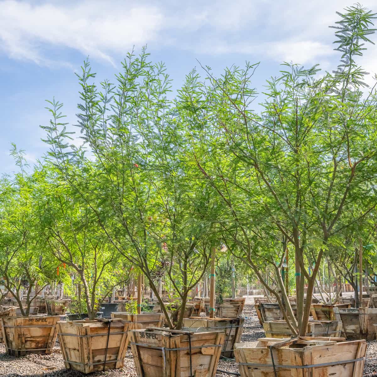 Honey Mesquite | Desert Trees | Moon Valley Nurseries