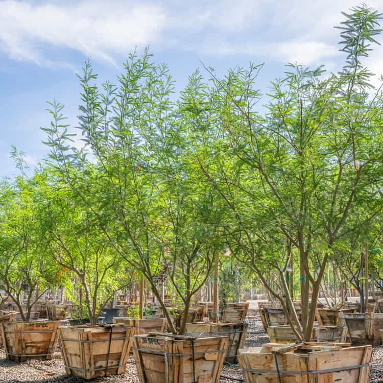 Honey Mesquite | Desert Trees | Moon Valley Nurseries