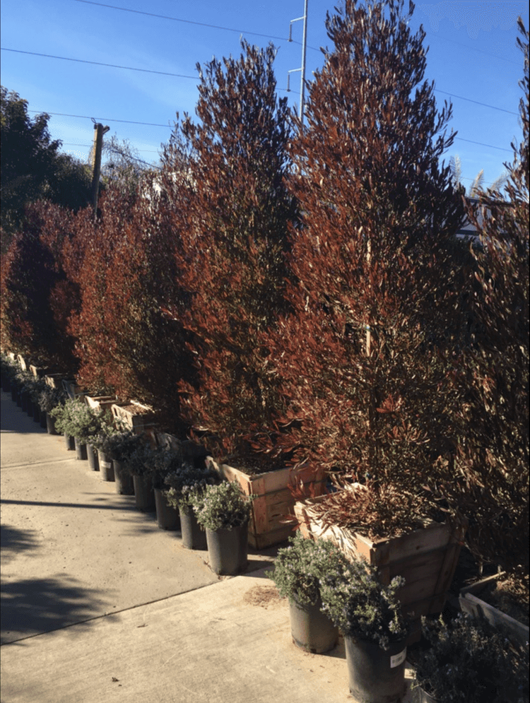 Purple Hopseed | Hedges | Moon Valley Nurseries