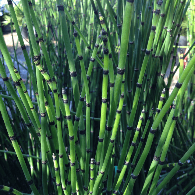 Moon Valley Nurseries