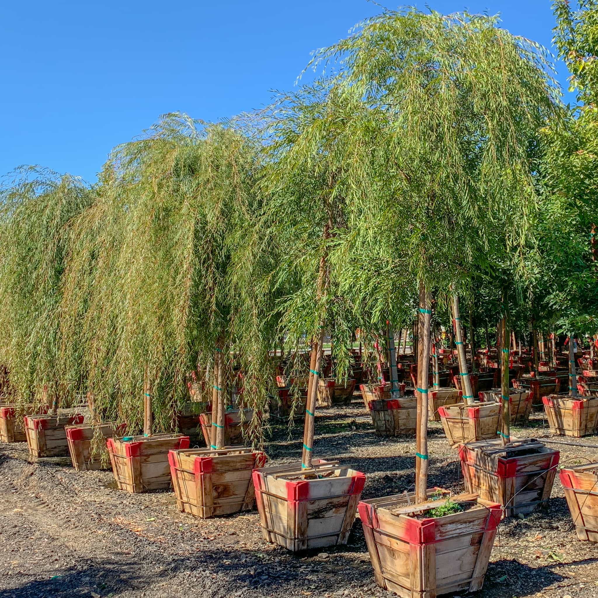 Peppermint Willow | Evergreen Trees | Moon Valley Nurseries