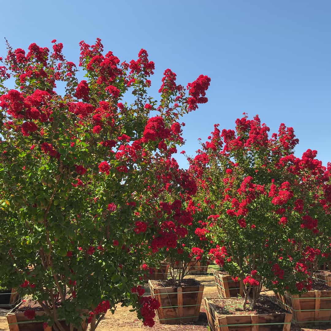 Country Red Crape Myrtle | Flowering Trees | Moon Valley Nurseries