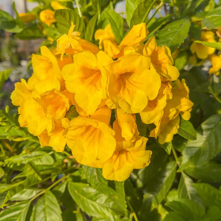 Yellow Bells | Shrubs | Moon Valley Nurseries