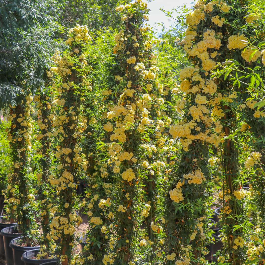 Yellow Lady Banks Rose | Vines | Moon Valley Nurseries