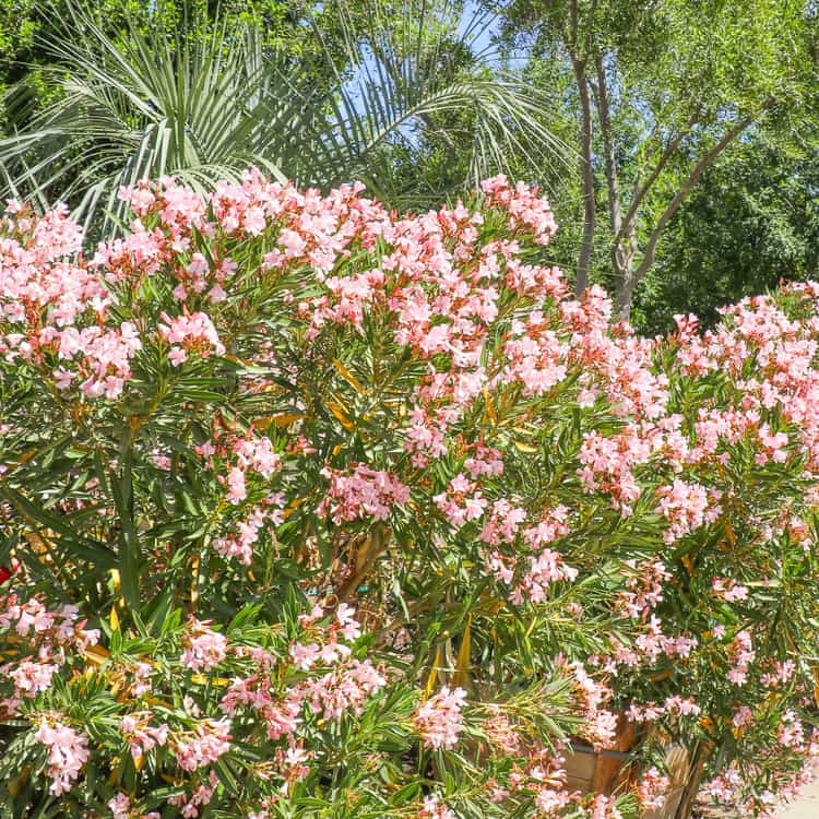 Dwarf Oleander Pink | Shrubs | Moon Valley Nurseries