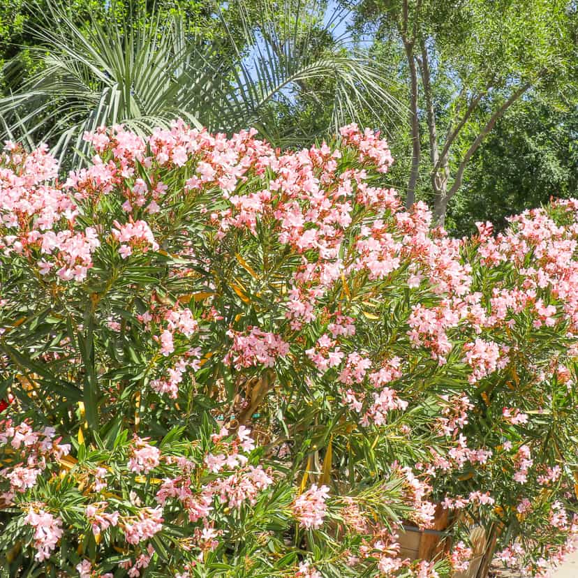 Dwarf Oleander Pink | Shrubs | Moon Valley Nurseries
