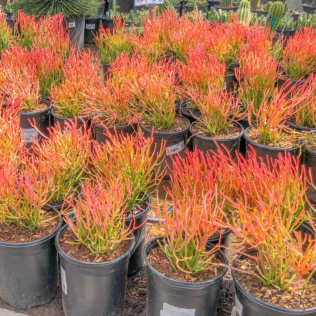 Sticks on Fire | Cacti Agave and More | Moon Valley Nurseries