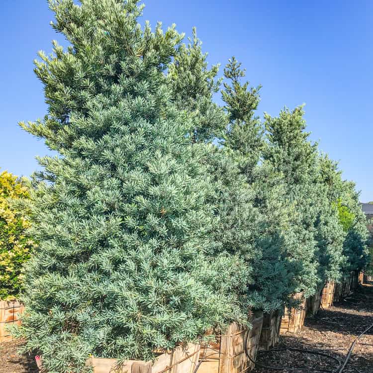 Icee Blue Podocarpus | Evergreen Trees | Moon Valley Nurseries