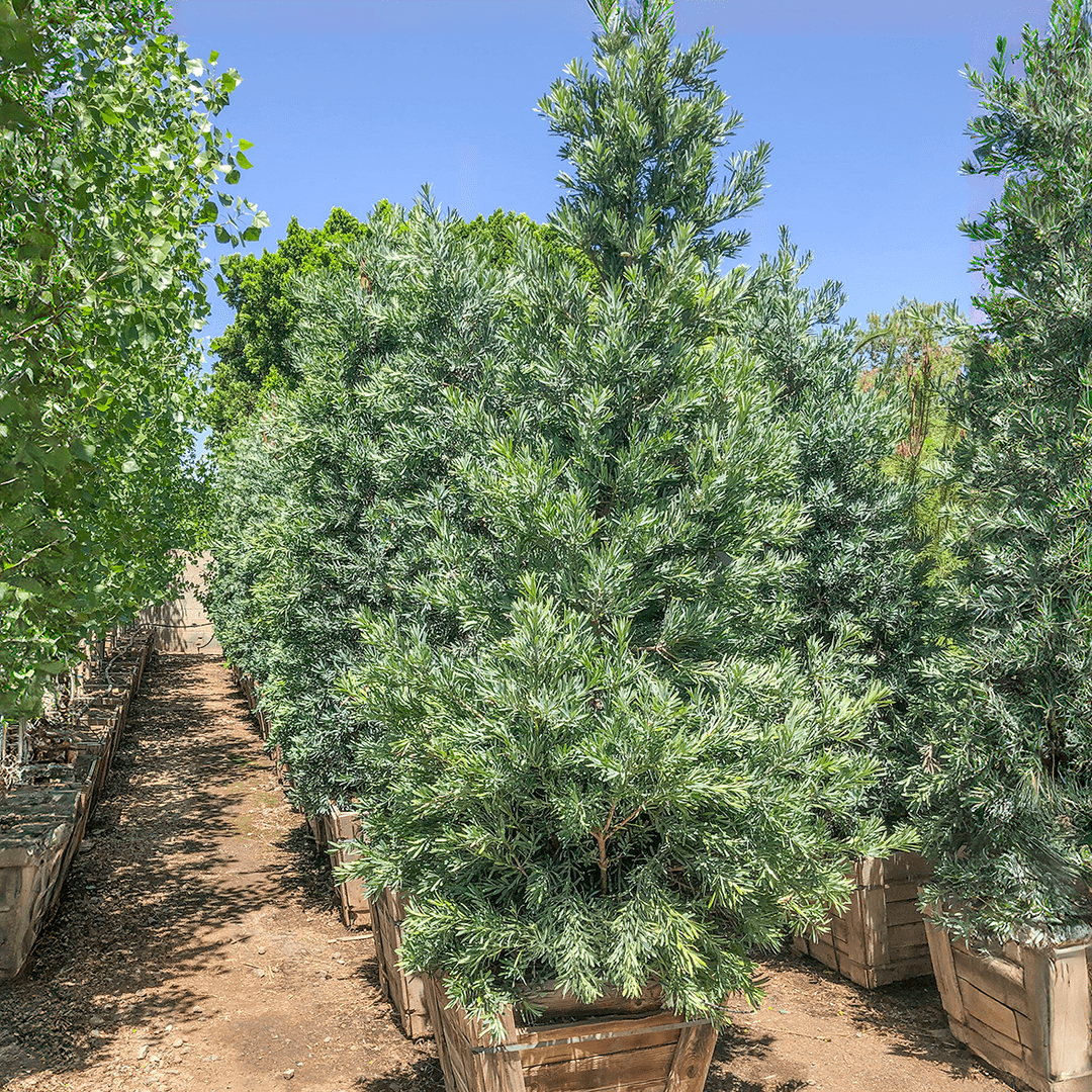 Icee Blue Podocarpus | Evergreen Trees | Moon Valley Nurseries