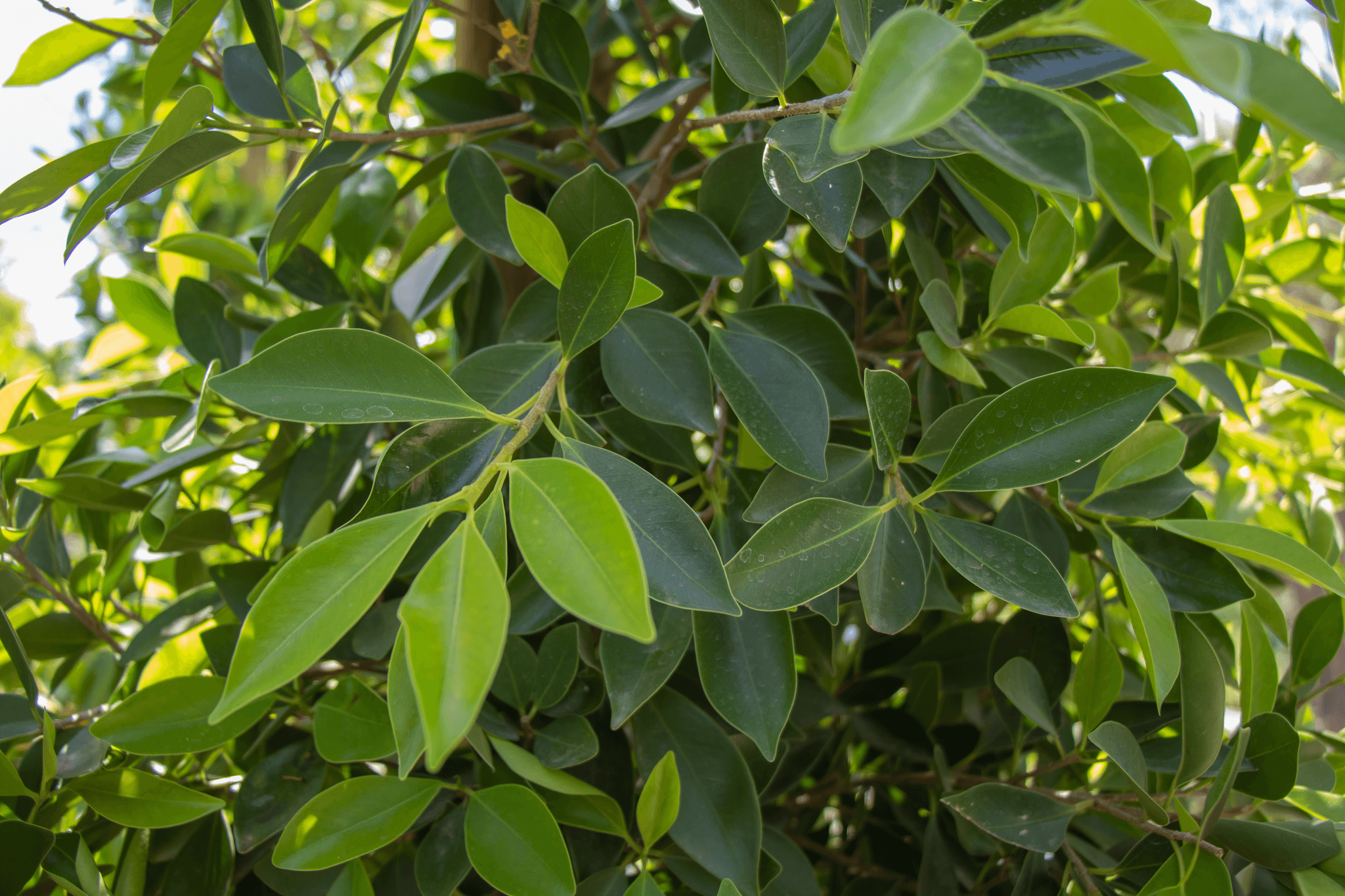 Ficus Indian Laurel Tree for Sale | Moon Valley Nursery
