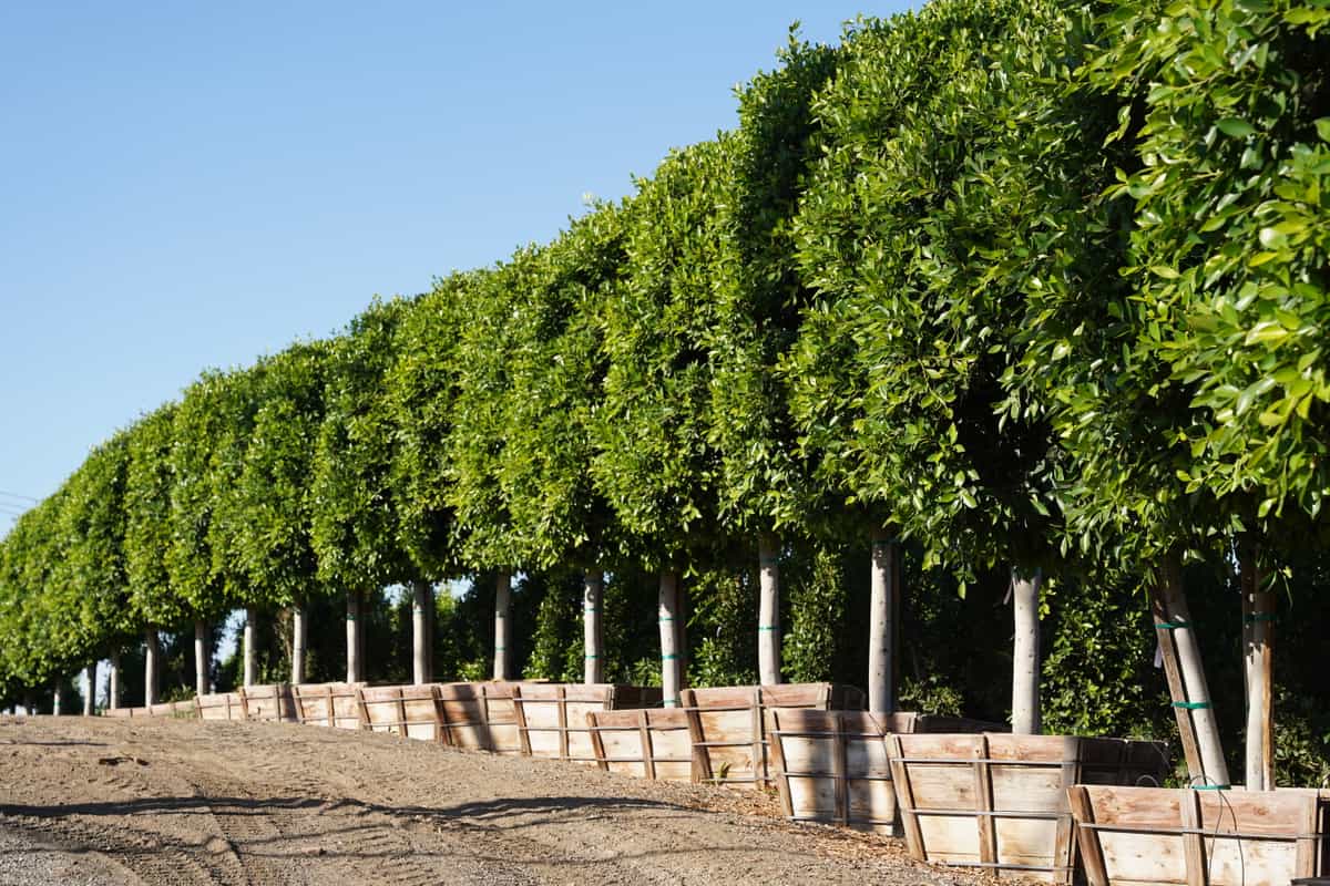 Shop Crape Myrtle Hedges at Moon Valley Nurseries