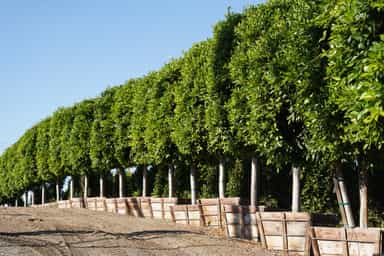 Ficus Indian Laurel Tree for Sale | Moon Valley Nursery