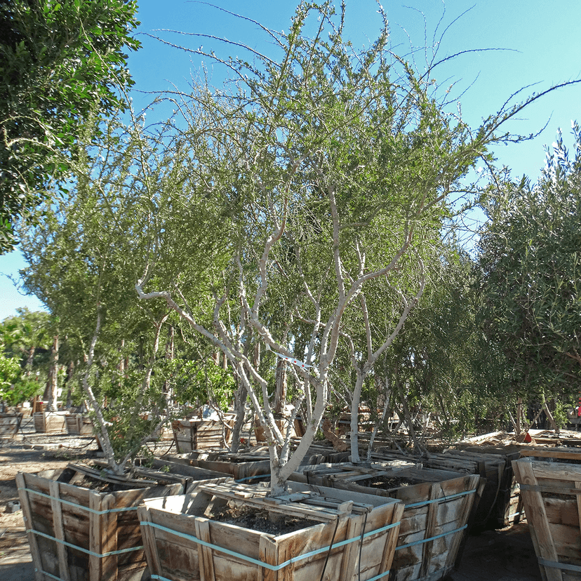 Ironwood | Desert Trees | Moon Valley Nurseries