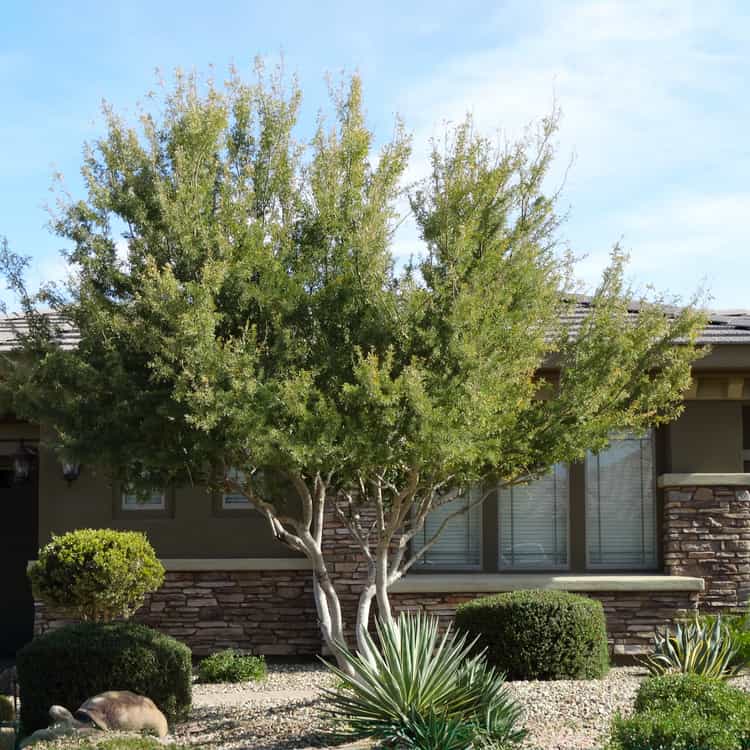 Ironwood | Desert Trees | Moon Valley Nurseries