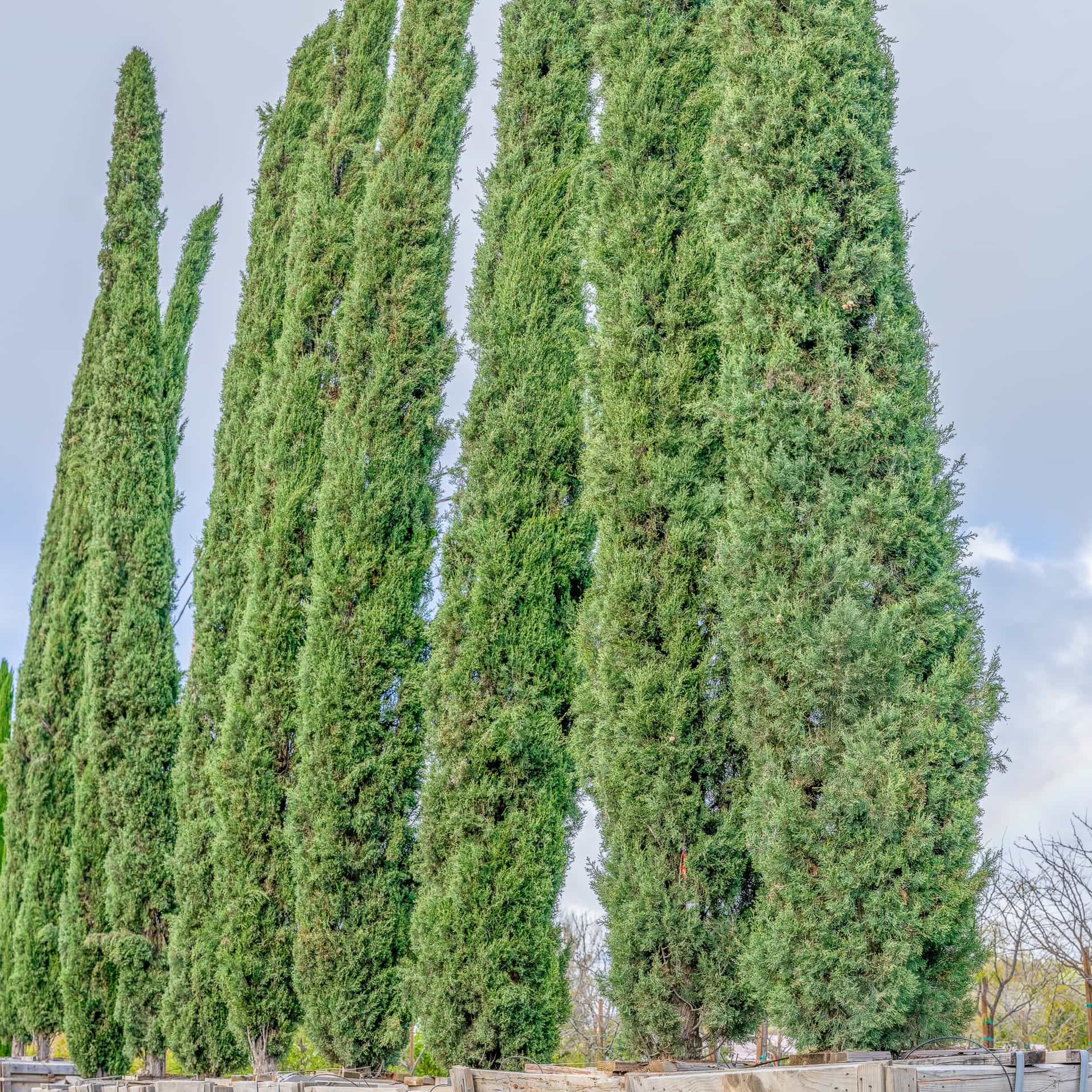 Italian Cypress | Hedge Trees | Moon Valley Nurseries