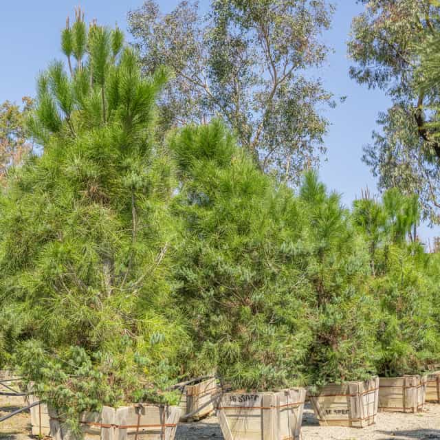 Italian Stone Pine | Evergreen Trees | Moon Valley Nurseries