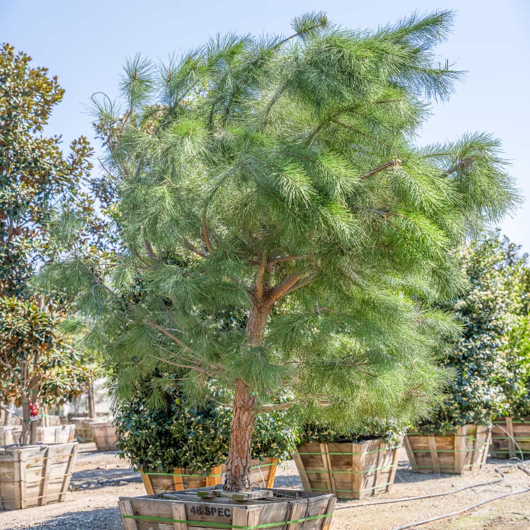 Italian Stone Pine | Evergreen Trees | Moon Valley Nurseries