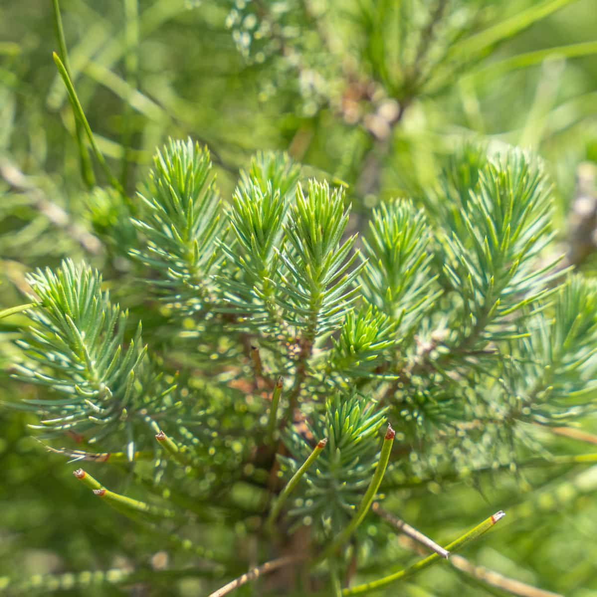 Italian Stone Pine | Evergreen Trees | Moon Valley Nurseries