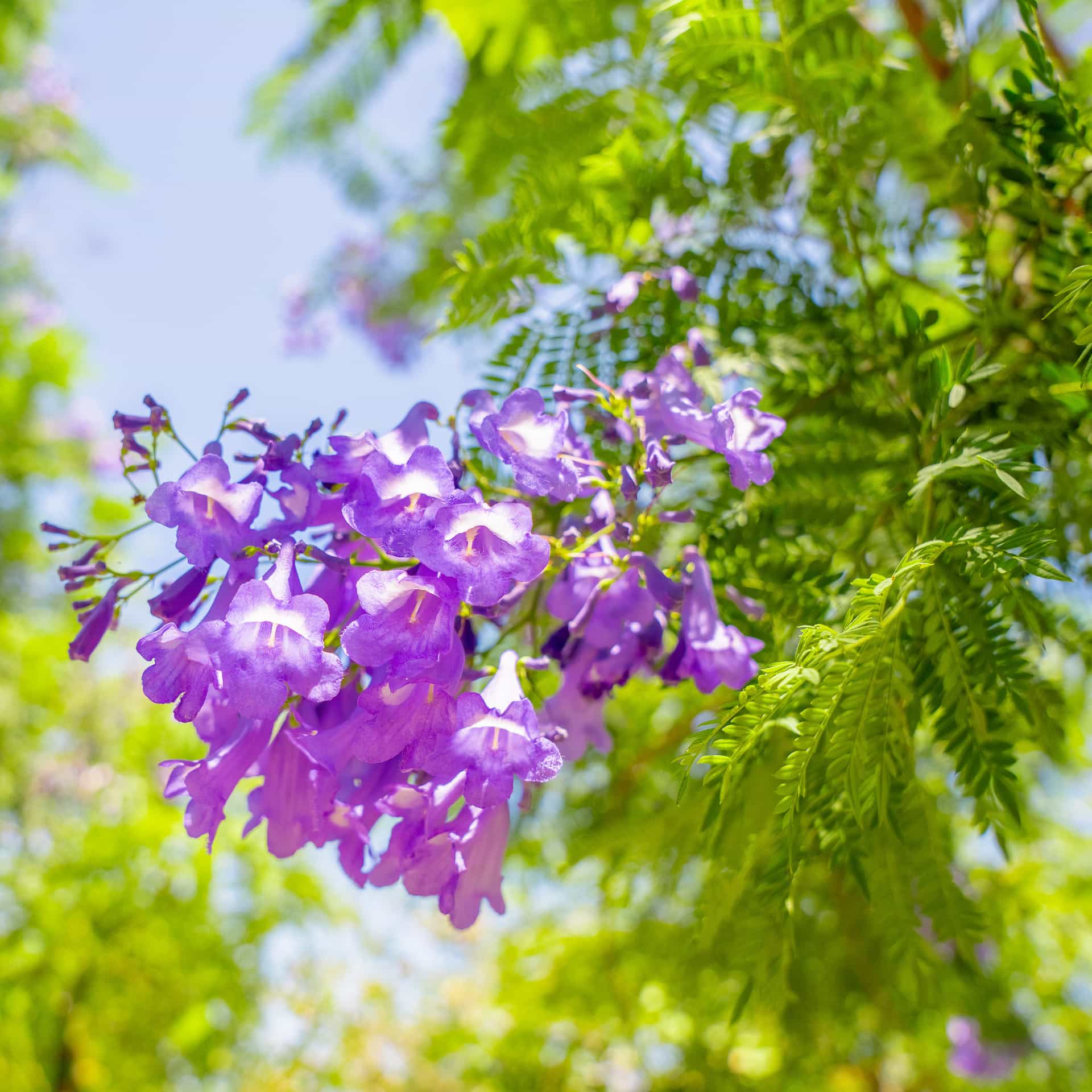 Shop Jacaranda Flowering Trees at Moon Valley Nurseries