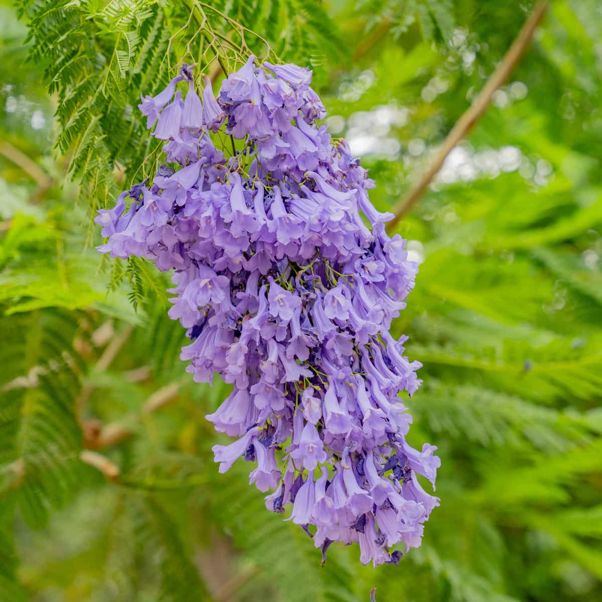 Shop Jacaranda Flowering Trees at Moon Valley Nurseries