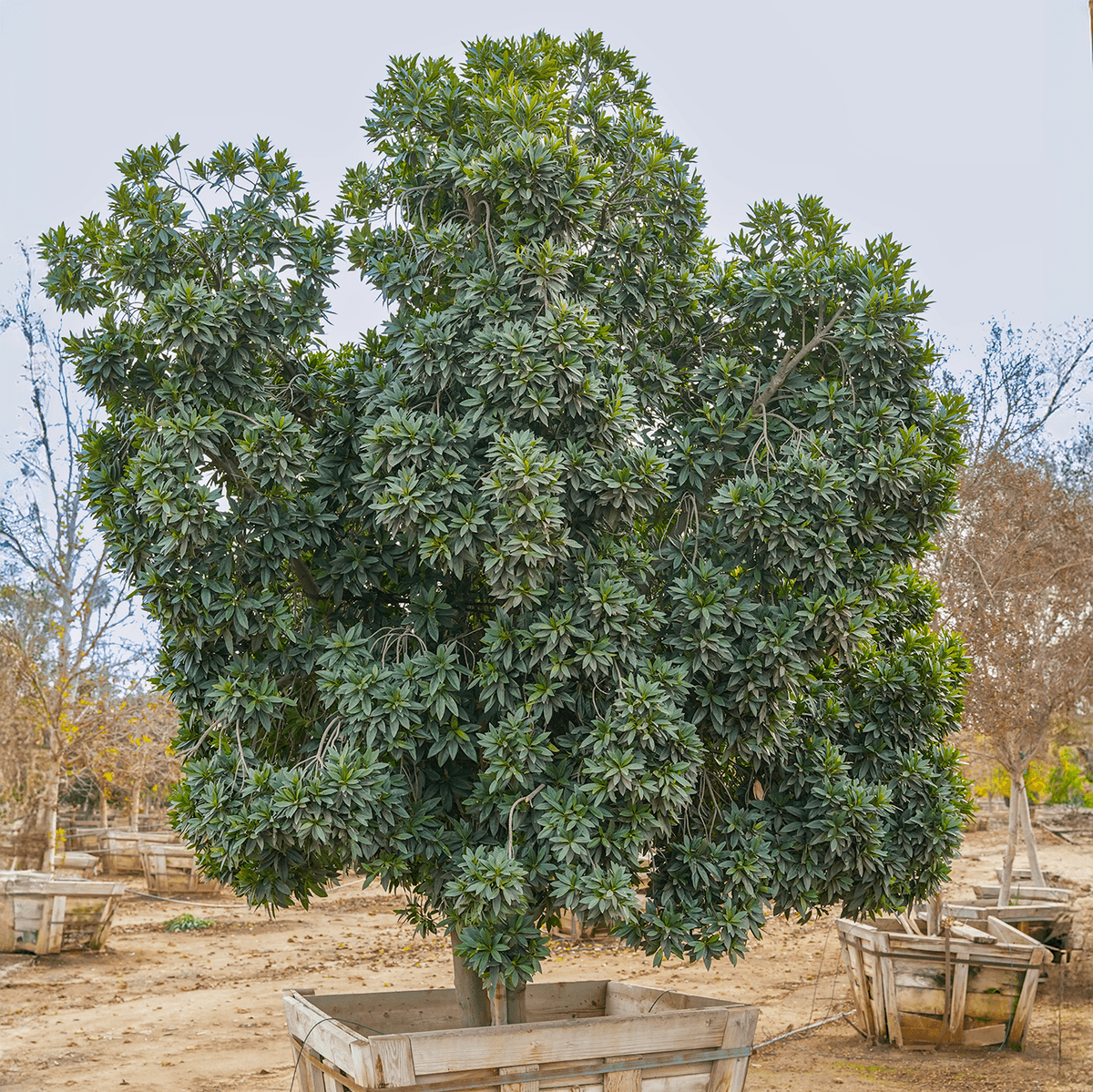 Japanese Blueberry | Hedge Trees | Moon Valley Nurseries