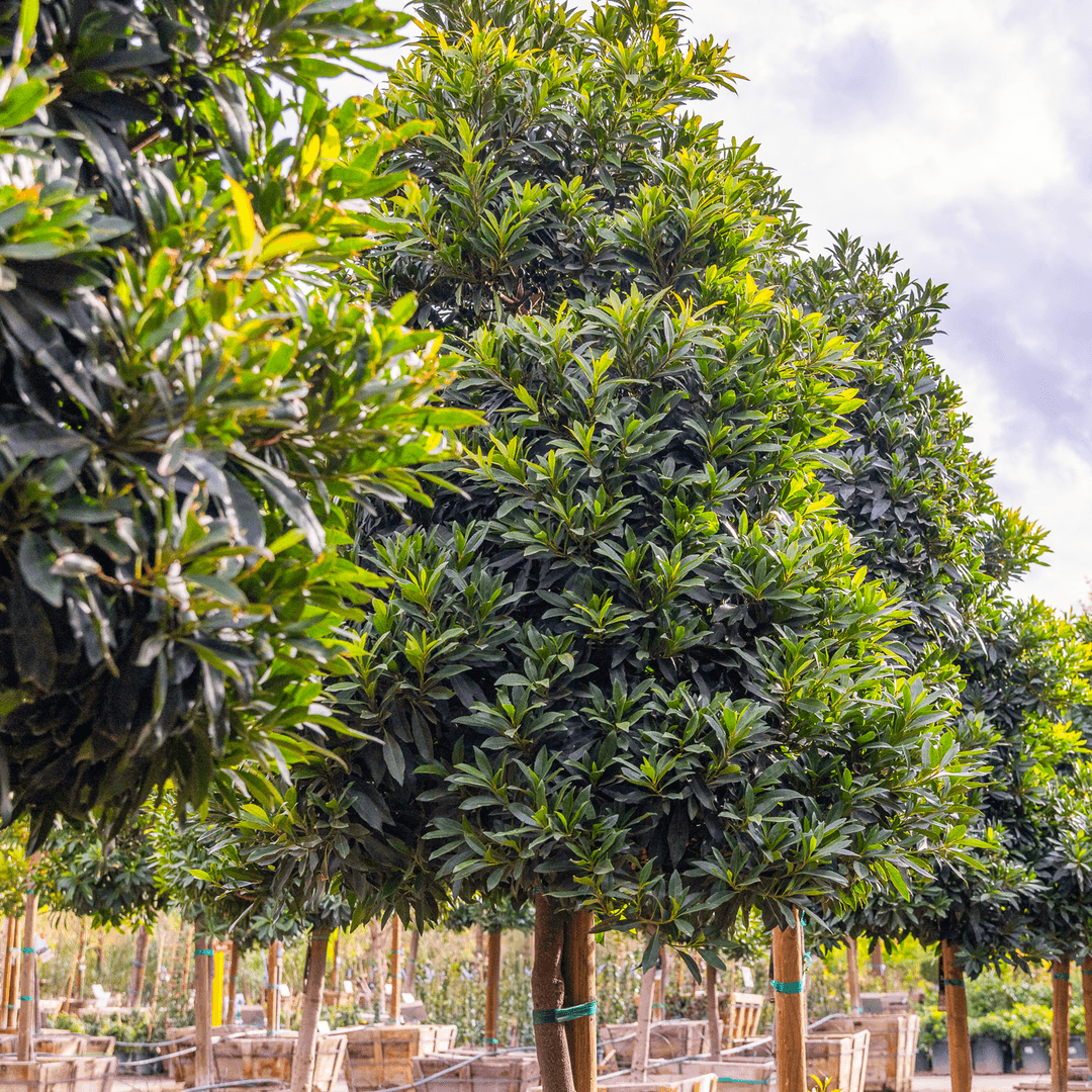 Japanese Blueberry | Hedge Trees | Moon Valley Nurseries