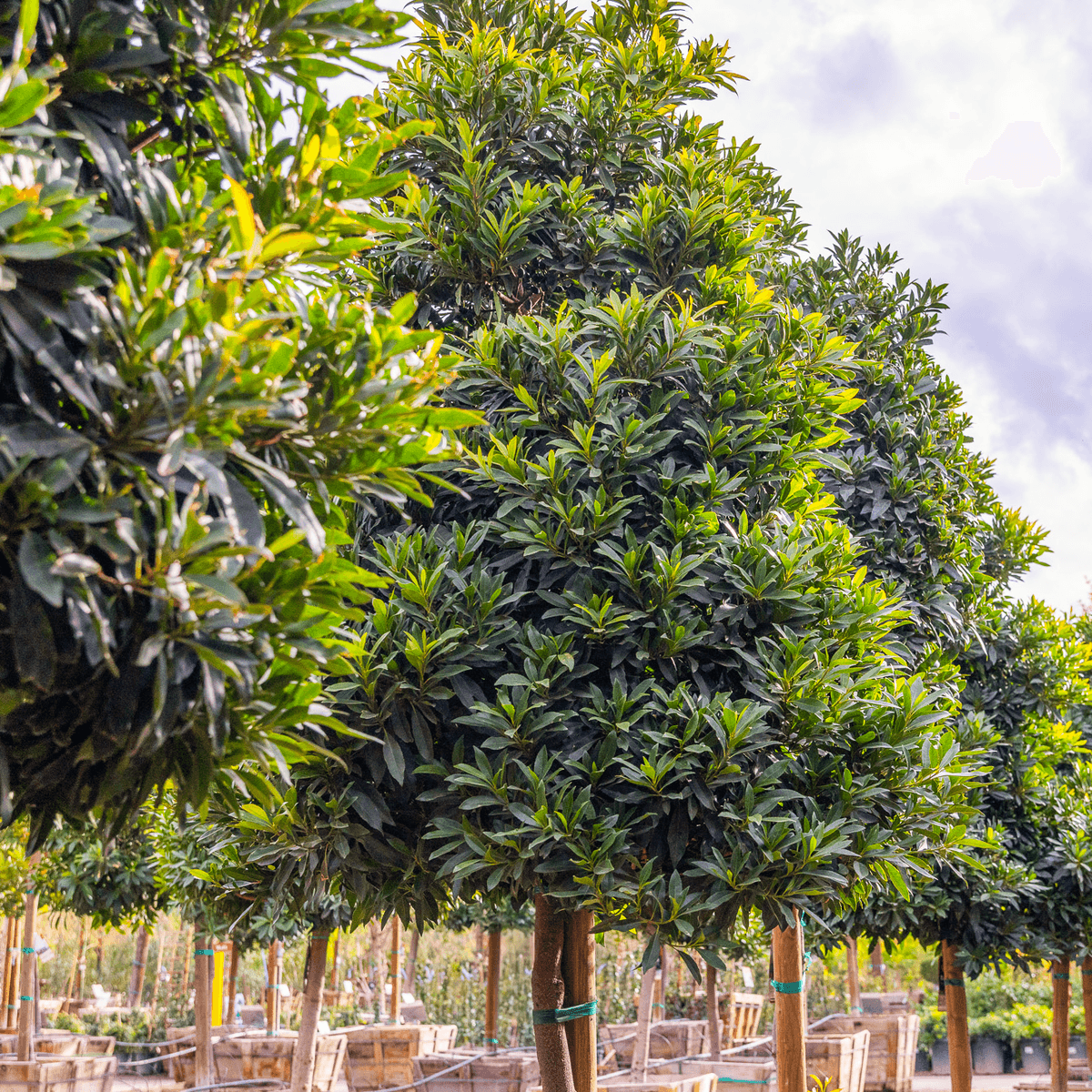 Japanese Blueberry | Hedge Trees | Moon Valley Nurseries