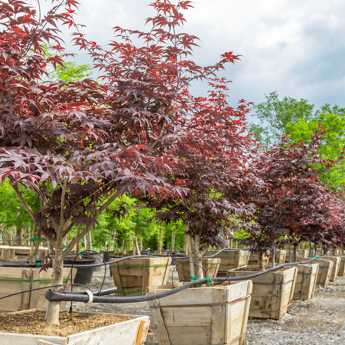 Bloodgood Japanese Maple | Fast Growers | Moon Valley Nurseries