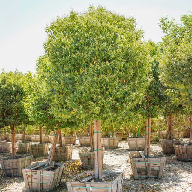 Japanese Privet | Hedge Trees | Moon Valley Nurseries