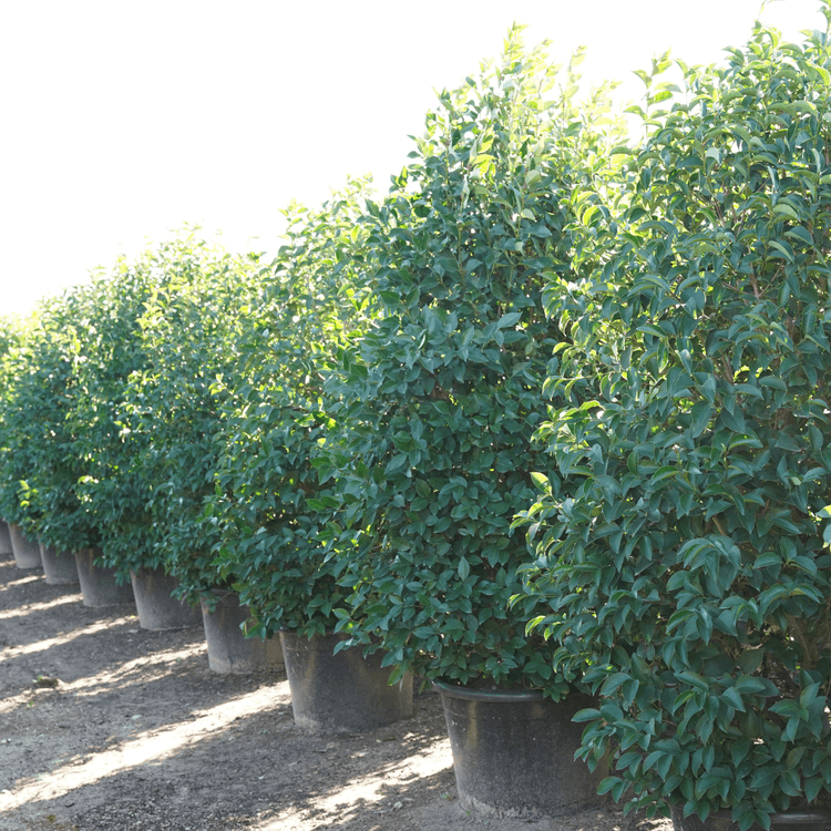 Twisted Myrtle | Shrubs | Moon Valley Nurseries
