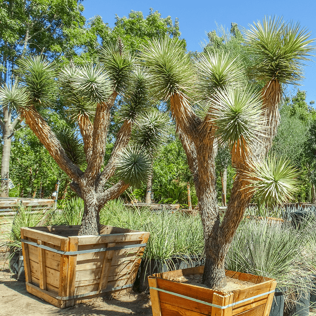 Joshua Tree | Desert Trees | Moon Valley Nurseries