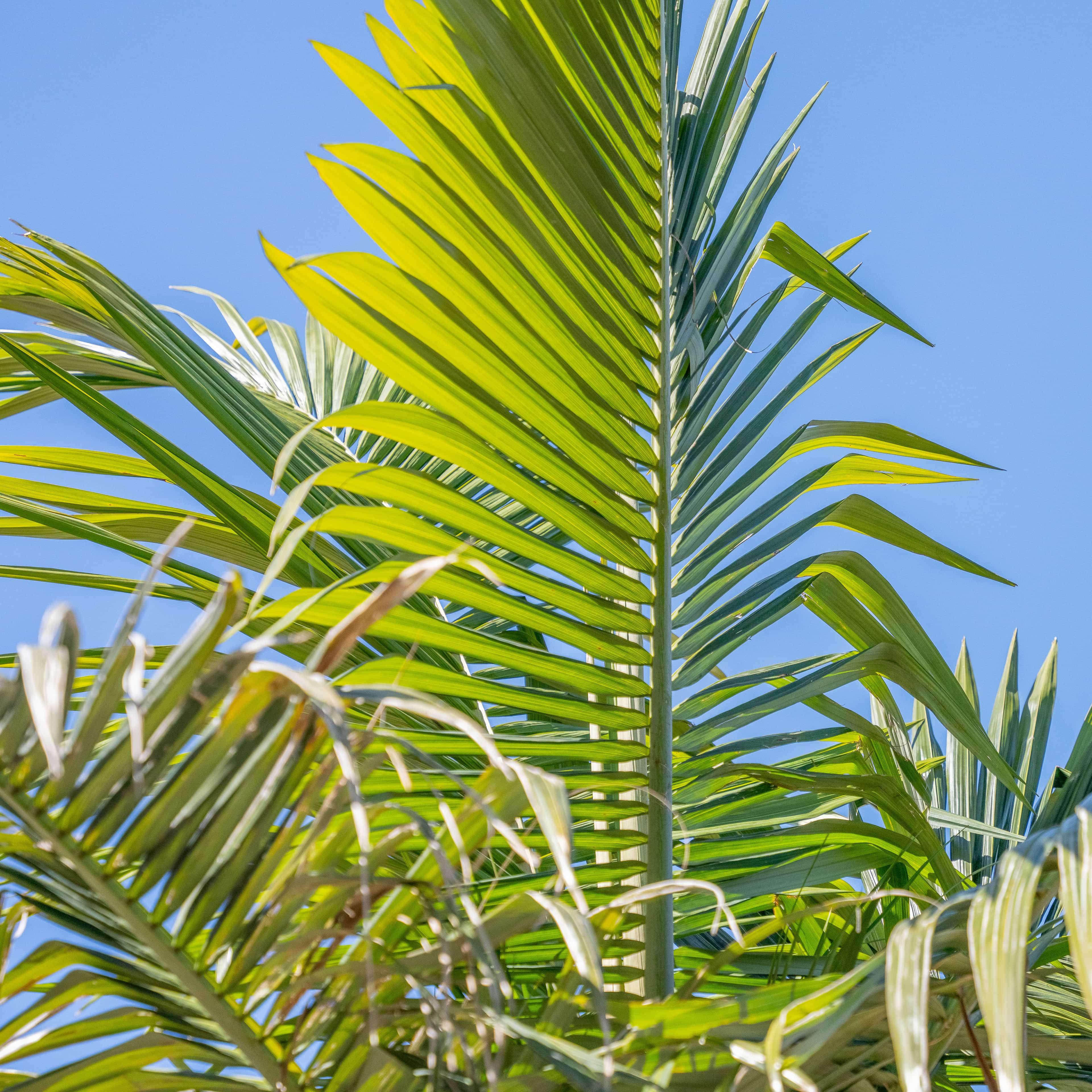 Piru King Palm™ | Palms | Moon Valley Nurseries