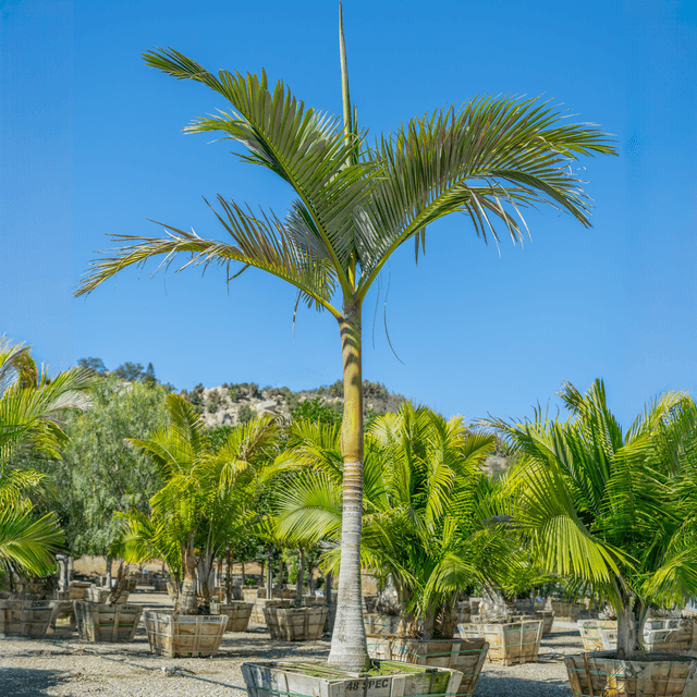 Piru King Palm™ | Palms | Moon Valley Nurseries