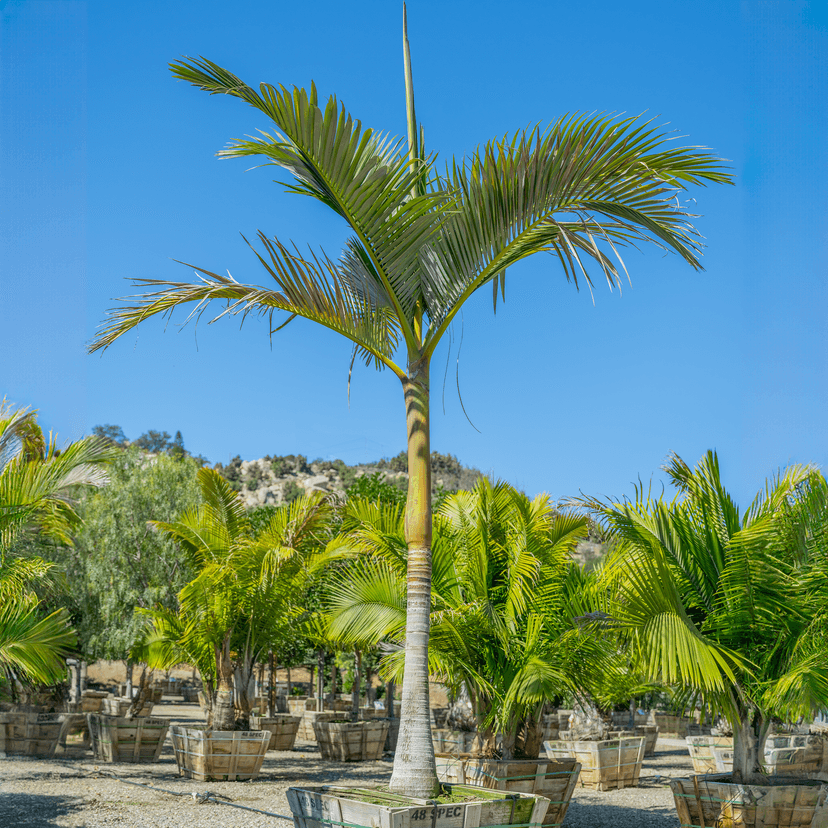 Piru King Palm™ | Palms | Moon Valley Nurseries